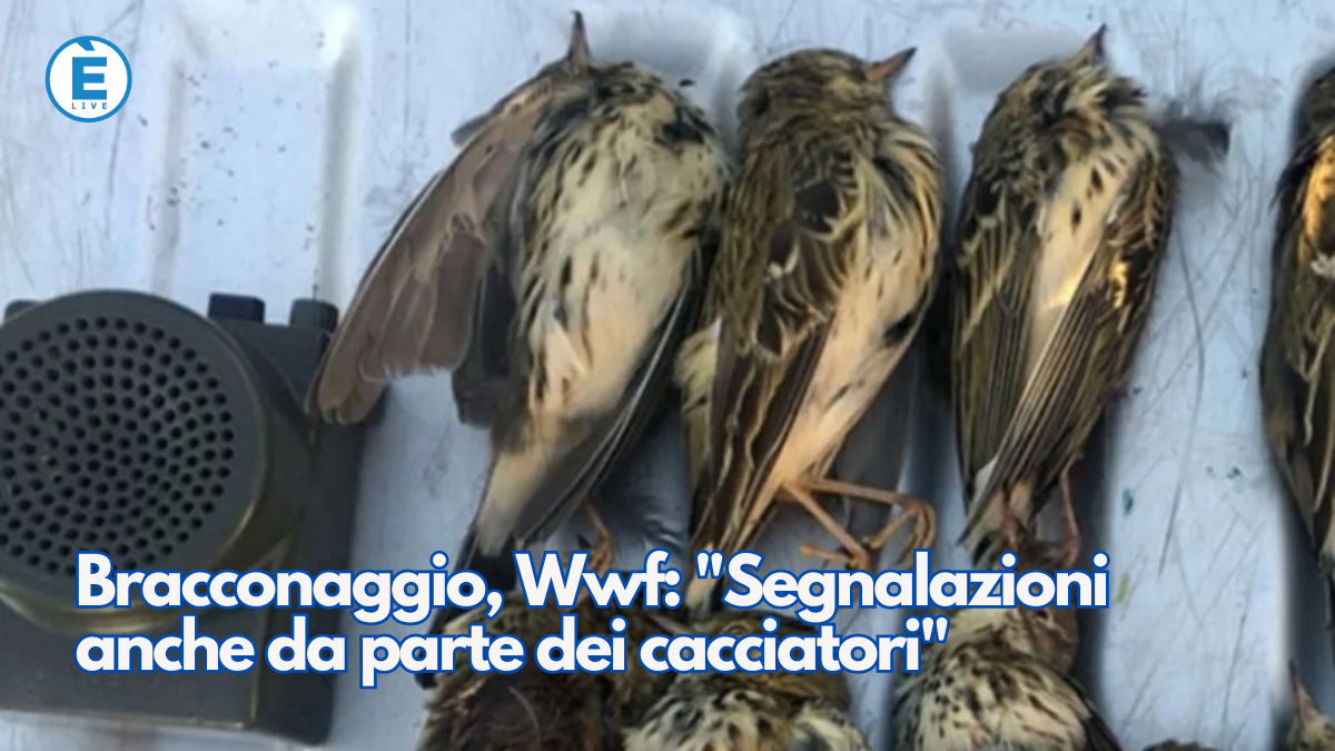 Bracconaggio, Wwf: "Segnalazioni anche da parte dei cacciatori ...